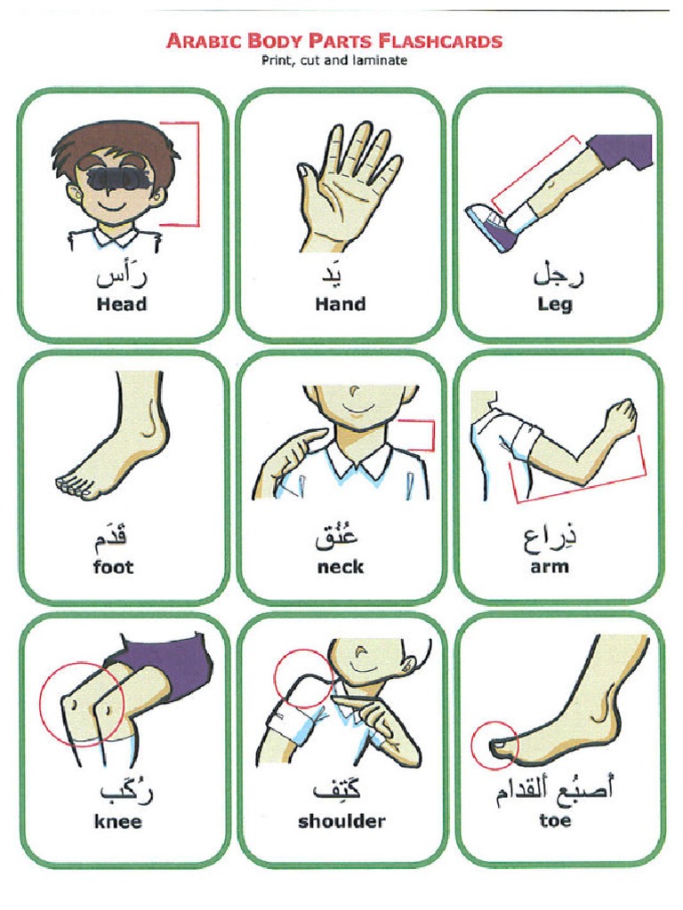 2arabic Body Parts | PDF