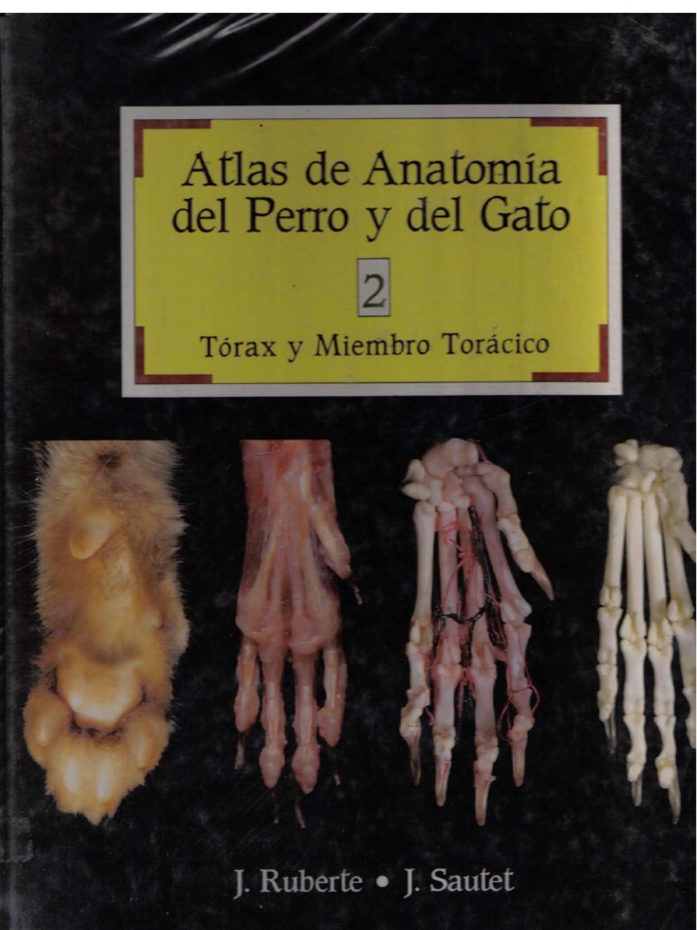 Atlas de Anatom A Del Perro y Del Gato Tomo II T Rax y Miembro Tor Cico | PDF