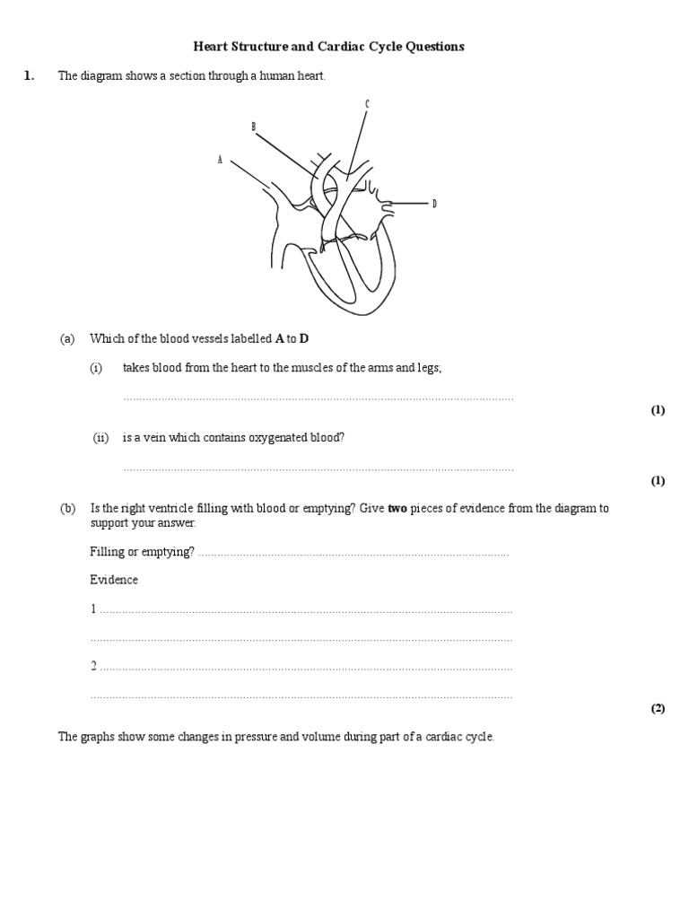 Heart Structure and Cardiac Cycle Questions: Bournemouth School 1 | PDF ...