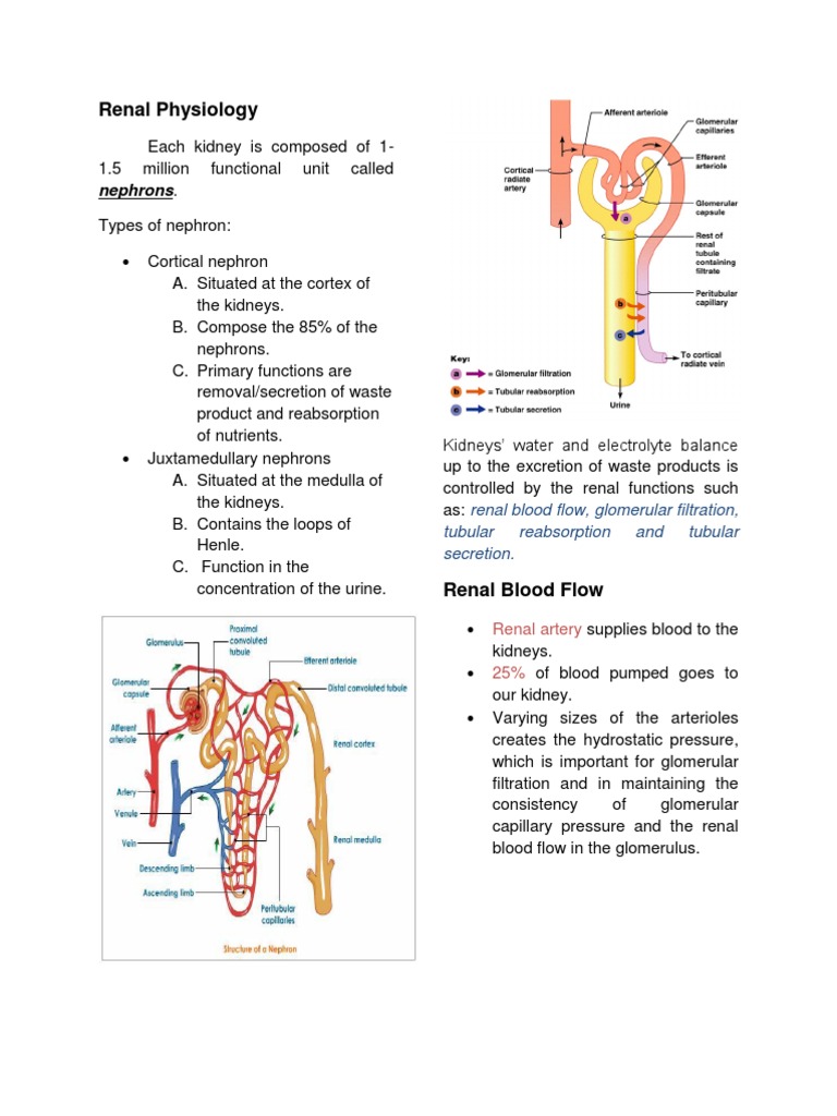 Understanding Renal Physiology Basics | PDF