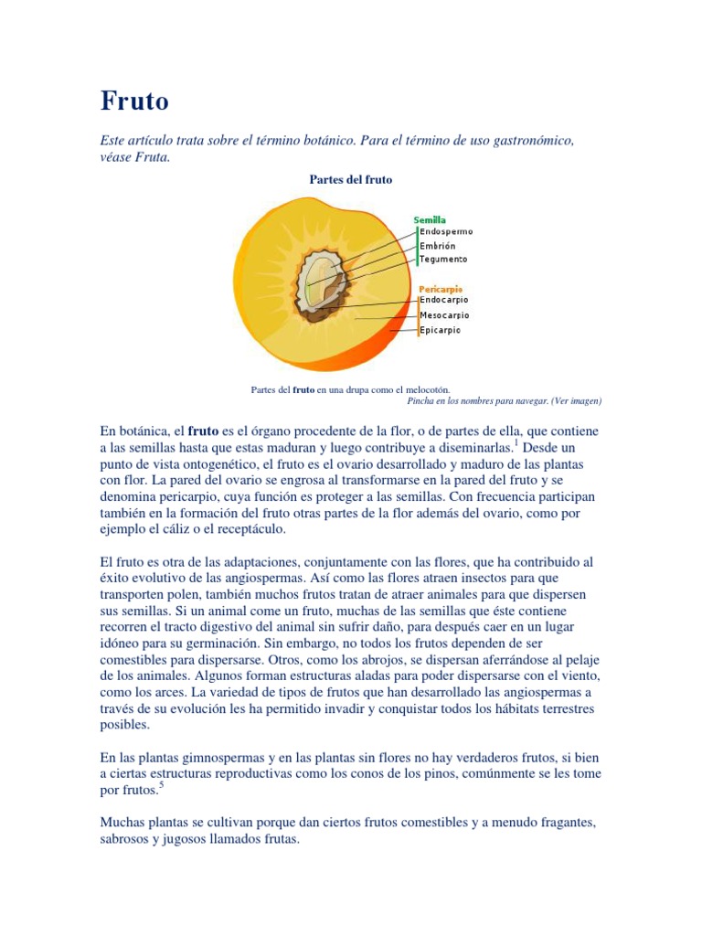 Partes y funciones del fruto en botánica | PDF | Fruta | Plantas de jardín