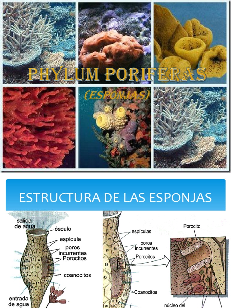 Esponjas de Mar Exposicion F | PDF | Esponja | Zoología