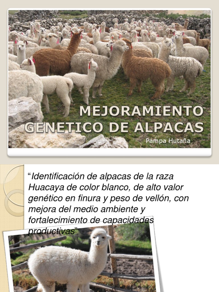 Mejoramiento Genético de Alpacas Huacaya | PDF | Salud y bienestar