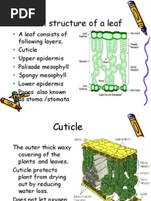 Internal Structure Of A Leaf And Its Function