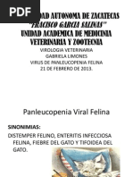 Stephanurus Dentatus en Cerdos | PDF | Riñón | Medicina CLINICA