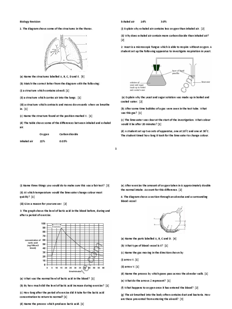 Biology Revision Worksheet | PDF | Breathing | Exhalation