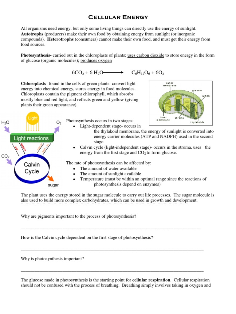 Cellular Energy | PDF | Cellular Respiration | Photosynthesis