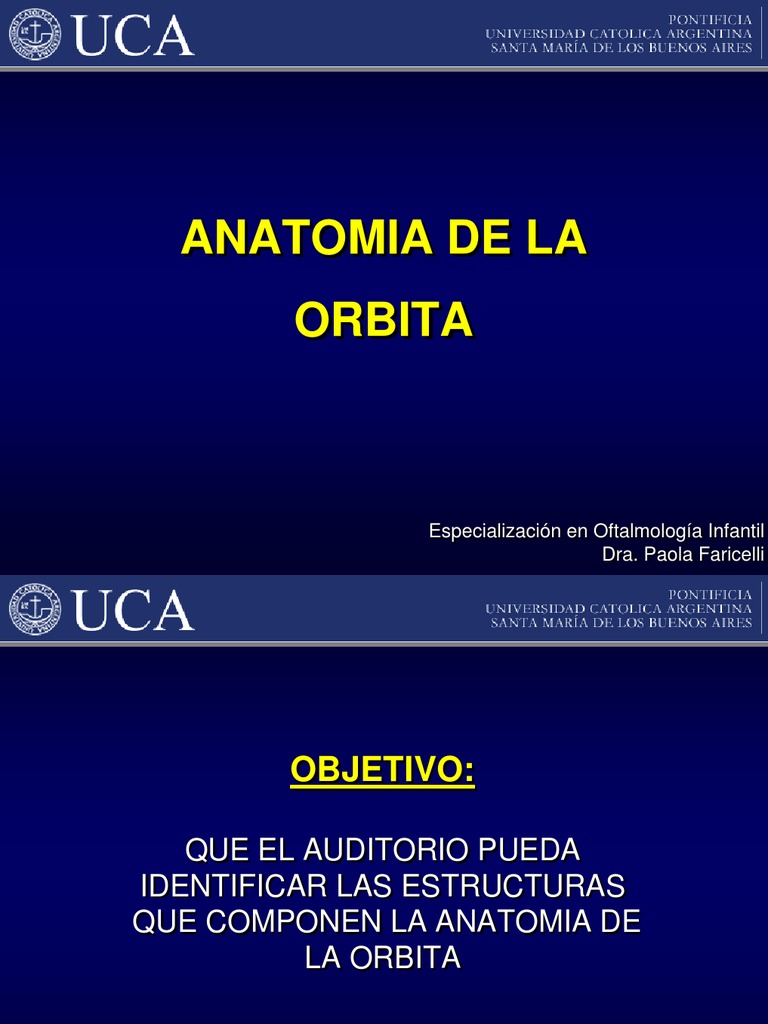 Anatomía de la Órbita Ocular | PDF | Cabeza y cuello humanos | Anatomía ...