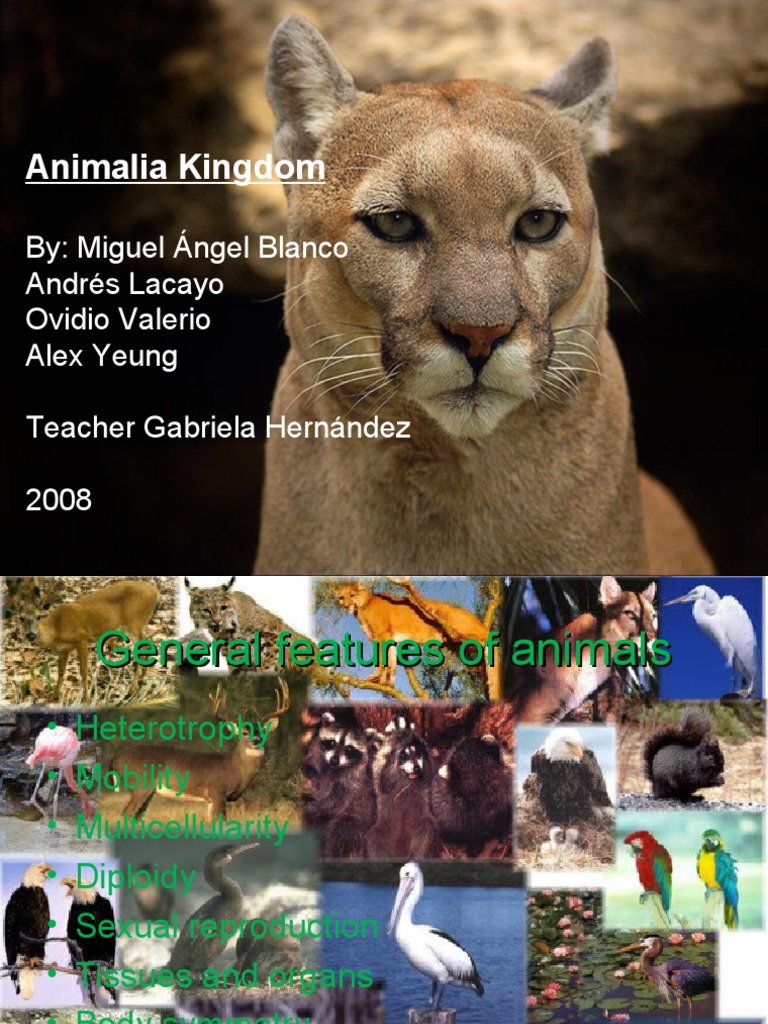 Animal Kingdom | PDF | Mammals | Vertebrates
