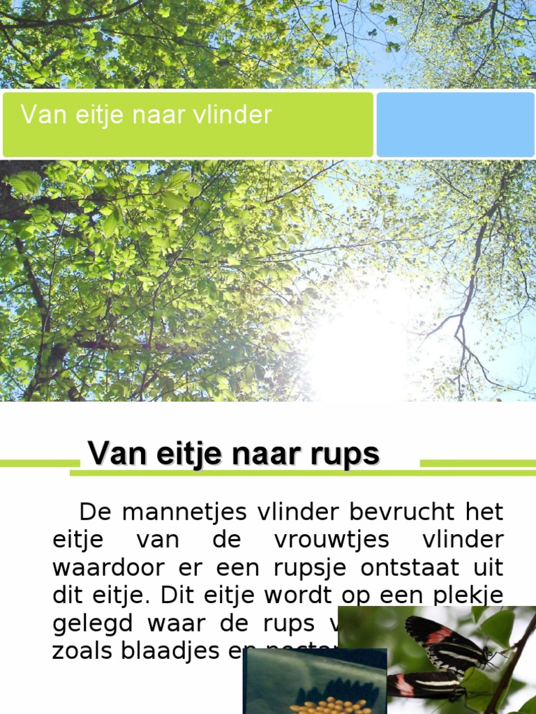 Powerpoint Vlinders | PDF