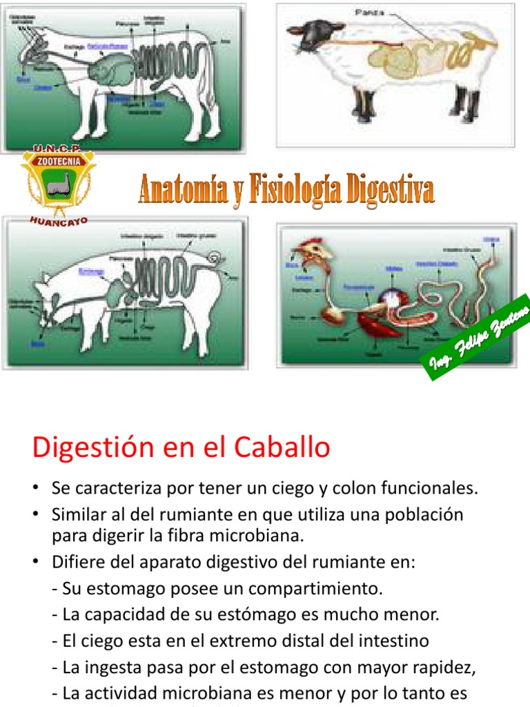 Anatomía Digestiva del Caballo | PDF | Rumiante | Digestión