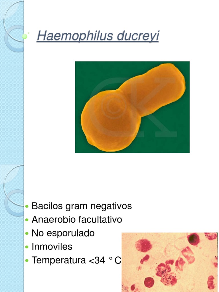 Haemophilus Ducreyi | PDF