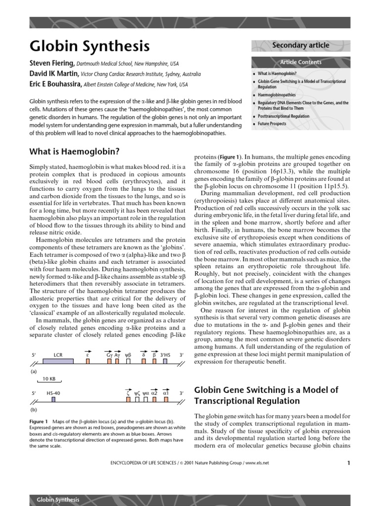 Globin Synthesis PDF | PDF | Hemoglobin | Red Blood Cell