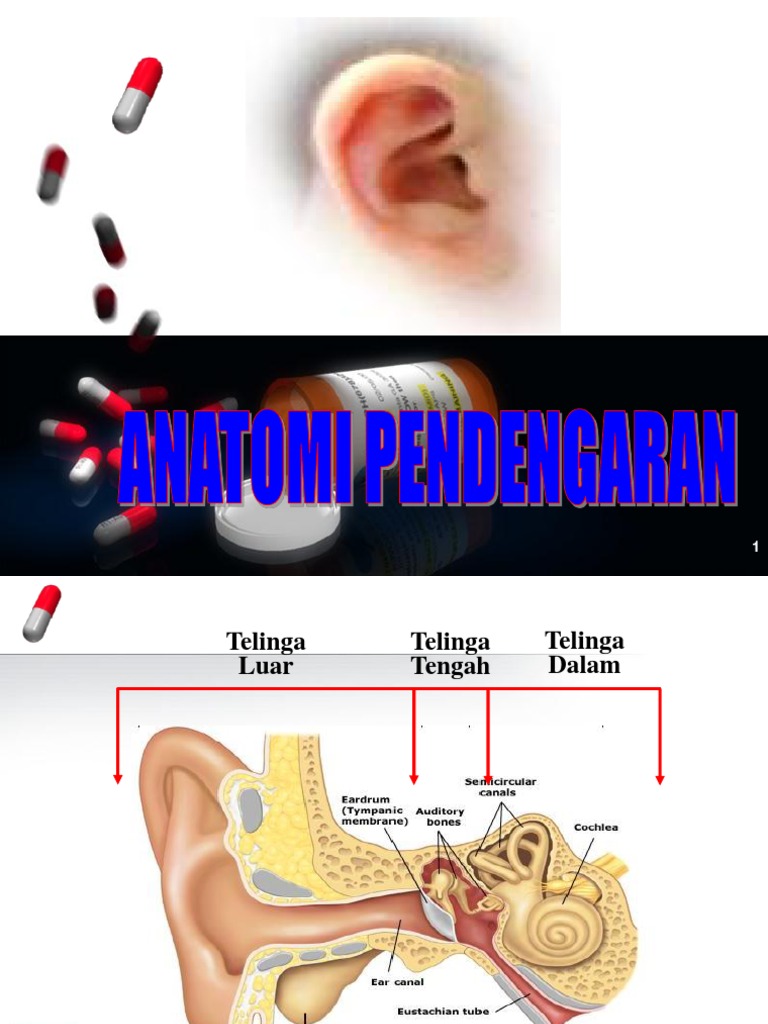 Anatomi Telinga Mulai Dari Ltelinga Luar, Telinga Tengah Hingga Ke ...