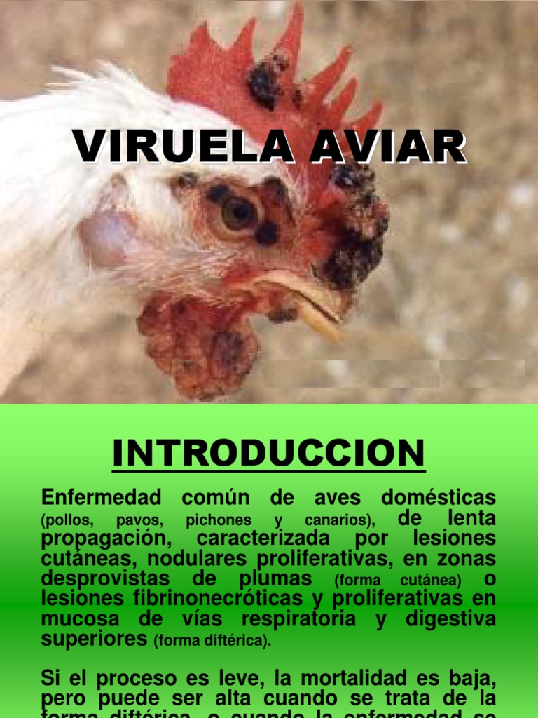 Viruela Aviar: Síntomas y Control | PDF | Ciencia y matemáticas
