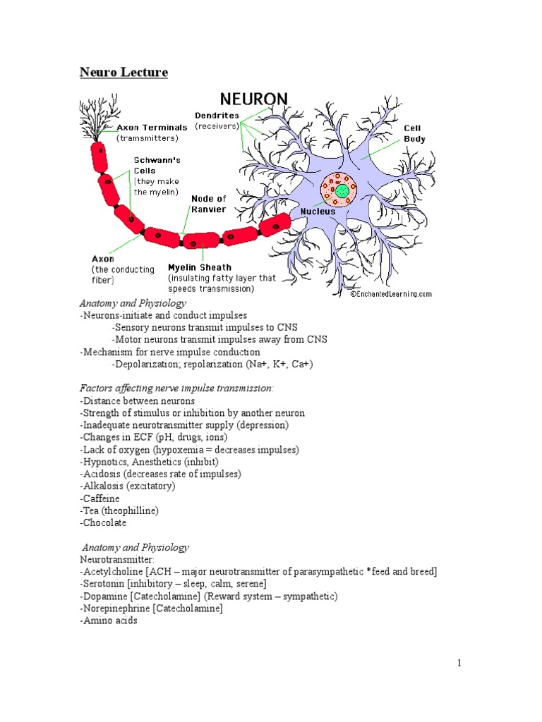 Neuro Lecture Notes | PDF