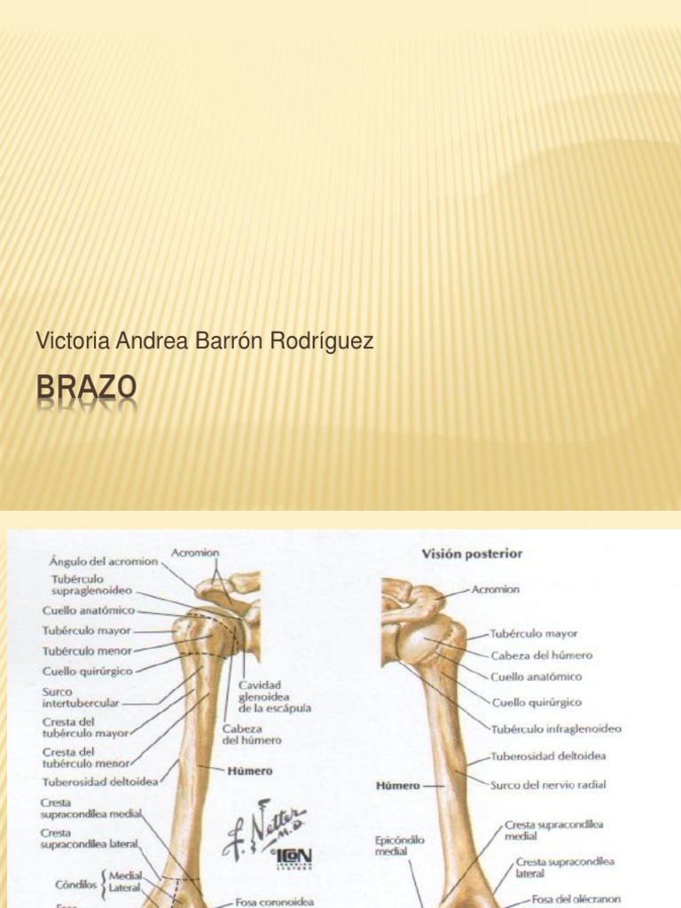 HUMERO | PDF | Tejido suave | Extremidades (anatomía)