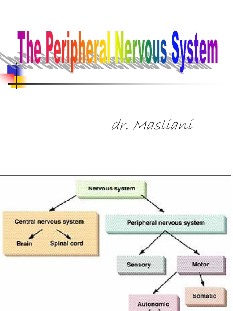 Peripheral Nervous System | PDF | Autonomic Nervous System | Nervous System