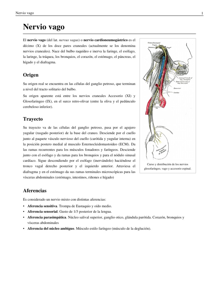 Funciones y Patologías del Nervio Vago | PDF | Nervio vago | Órgano ...
