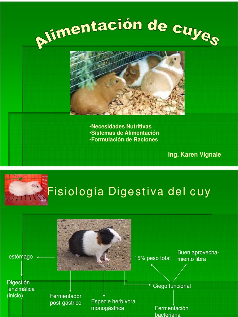 Alimentaciùn de Cuyes | PDF | Nutrición | Dieta y nutrición
