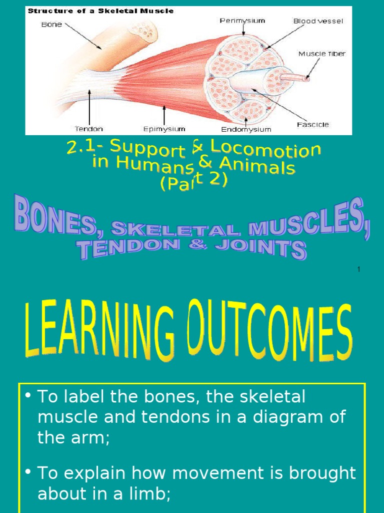 2.1 (B) - Role of Muscles, Ligaments & Tendons in | PDF | Tendon | Muscle