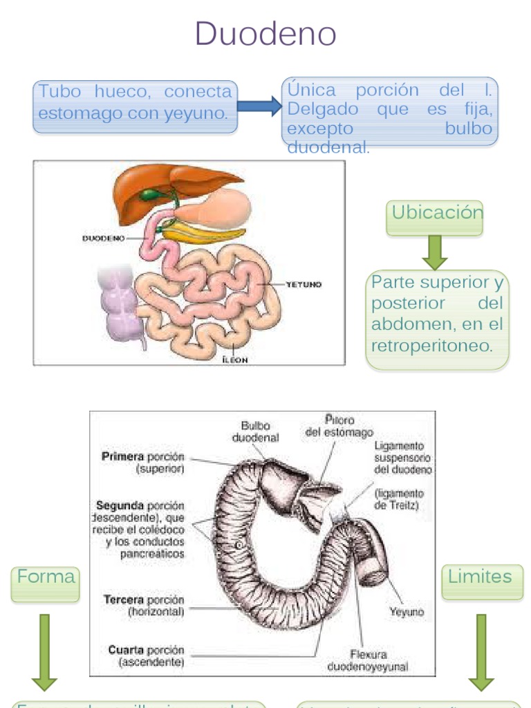 Divisiones y Estructura del Duodeno | PDF | Sistema digestivo humano ...