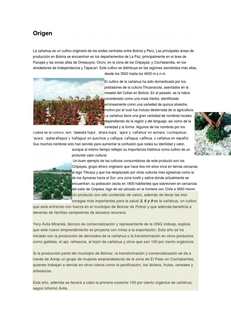 Origen de la cañahua en los Andes | PDF | Bolivia | Agricultura