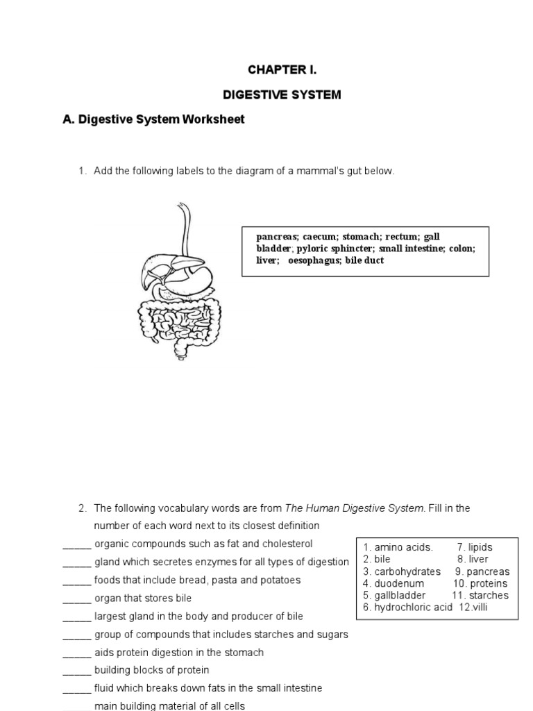 Organ System Worksheet | PDF | Human Digestive System | Digestion