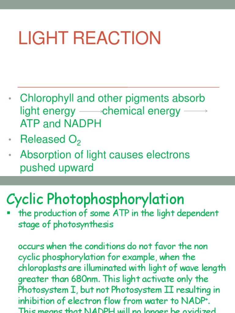 Light Reaction | PDF