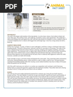 All Wolf Ranks - Powerful Wolves PDF | PDF | Pack (Canine)