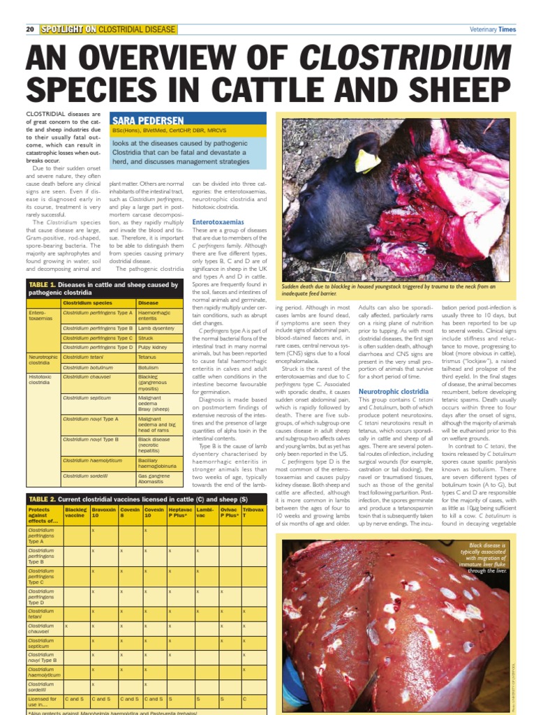 An Overview of Clostridium Species in Cattle and Sheep | Sheep ...
