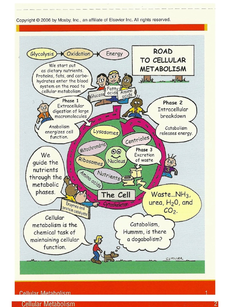 Mosby S Pathophysiology Memory NoteCards | PDF