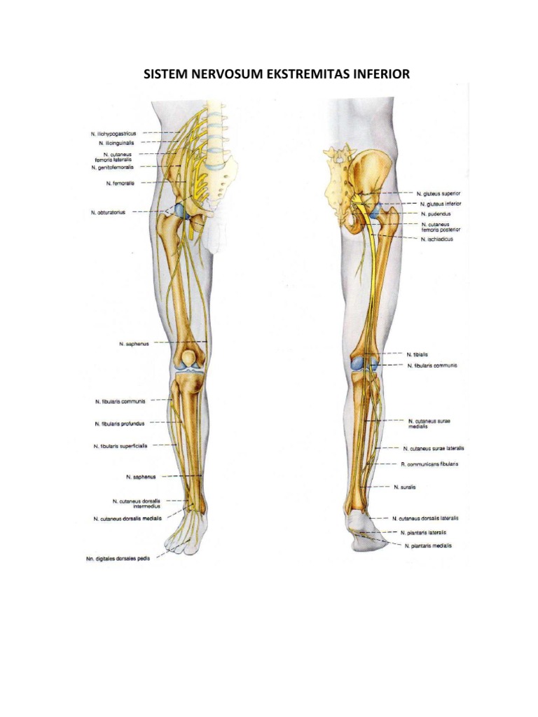 Anatomi Topo Ex Inferior | PDF