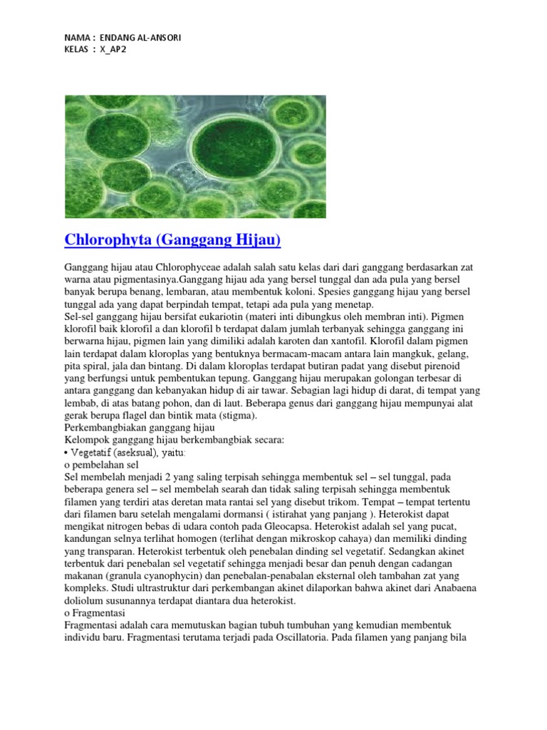 Alga Hijau Dan Merah | PDF