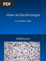 Tabla de Identificacion Enterobacterias | PDF