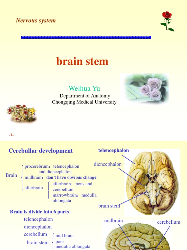 Brain Stem: Nervous System | PDF | Brainstem | Cerebellum
