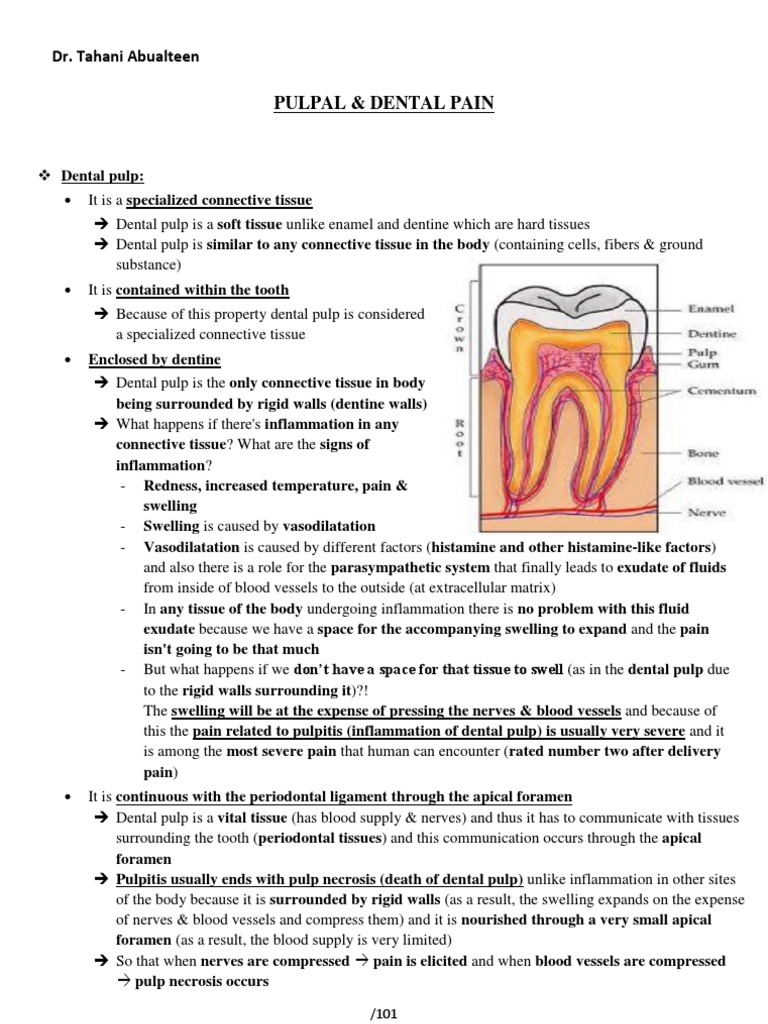 Understanding Dental Pulp and Pain | PDF | Human Tooth | Dentin