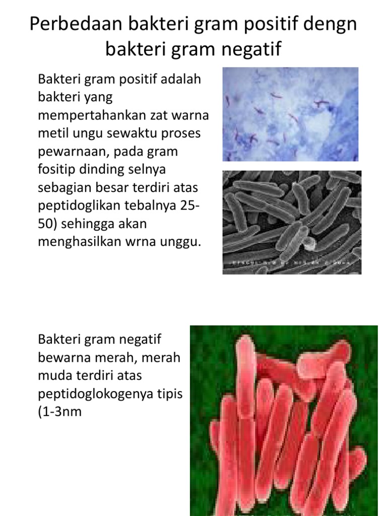 Perbedaan Bakteri Gram Positif Dengn Bakteri Gram Negatif | PDF