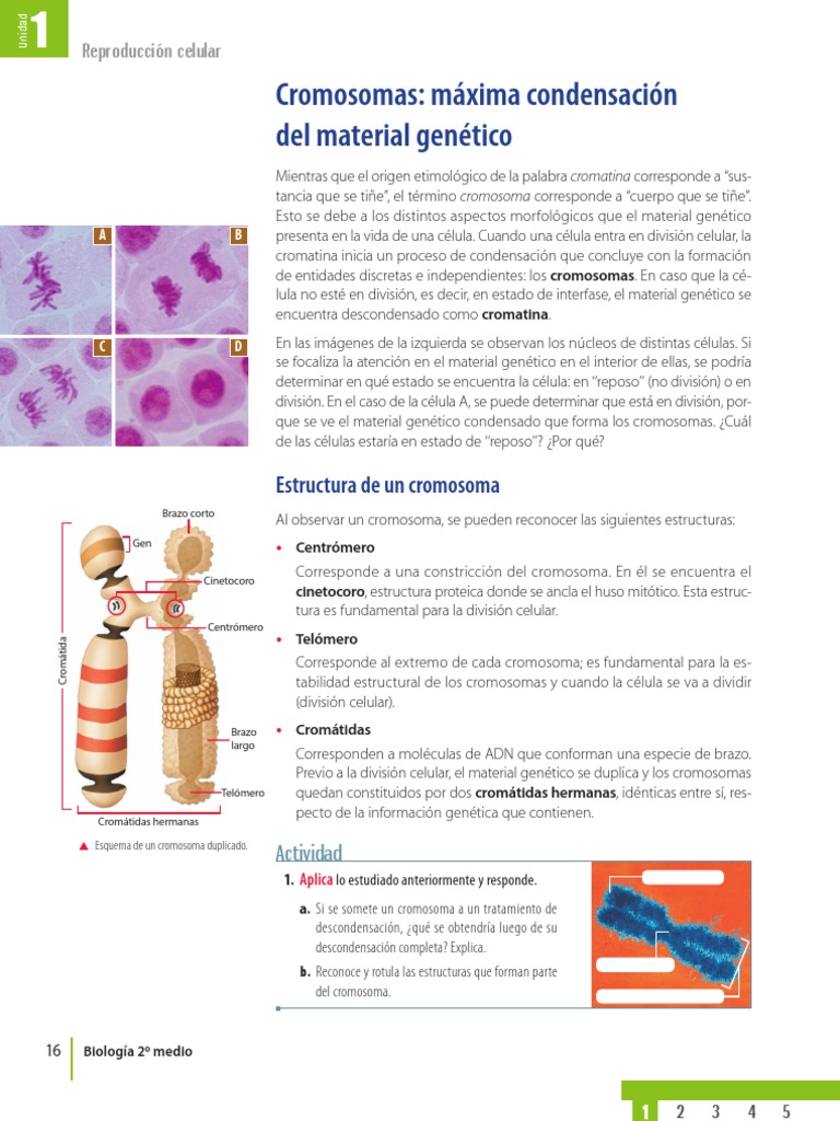 Cromosomas | Descargar gratis PDF | Mitosis | Cromosoma
