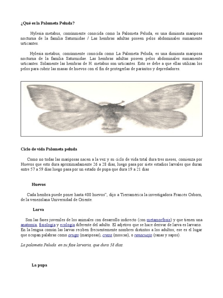 Qué Es La Palometa Peluda T | PDF | Larva | Insectos