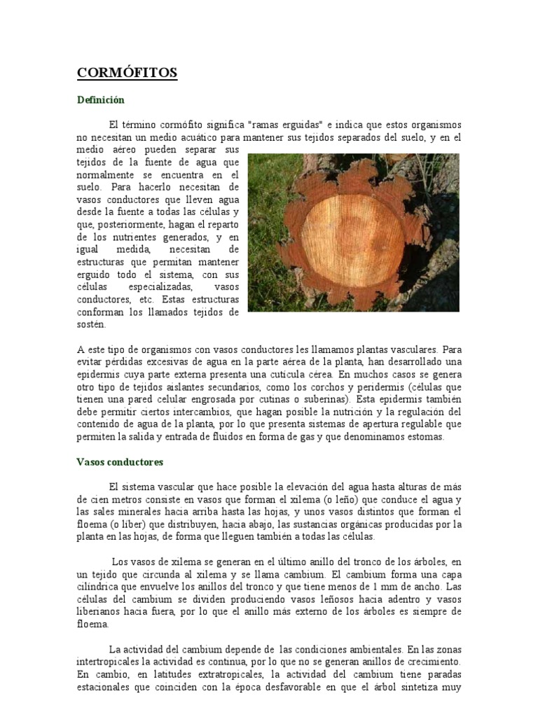 Cormófitos: Plantas Vasculares y Poda | PDF | Tallo de la planta | Botánica