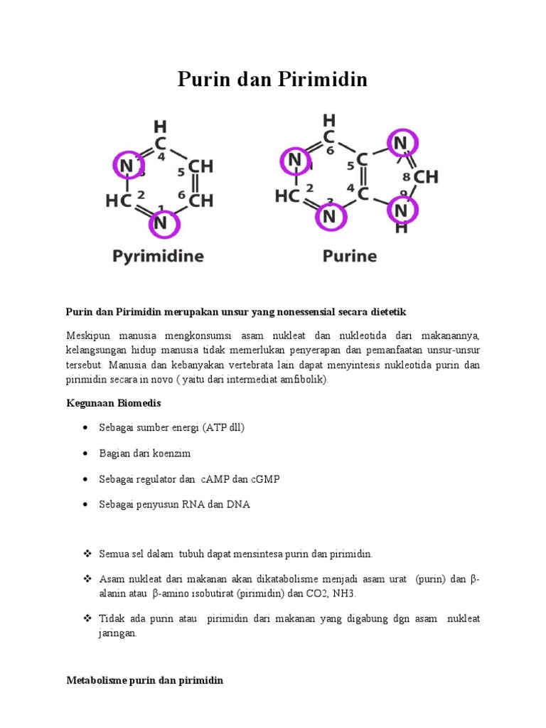 Purin Pirimidin | PDF