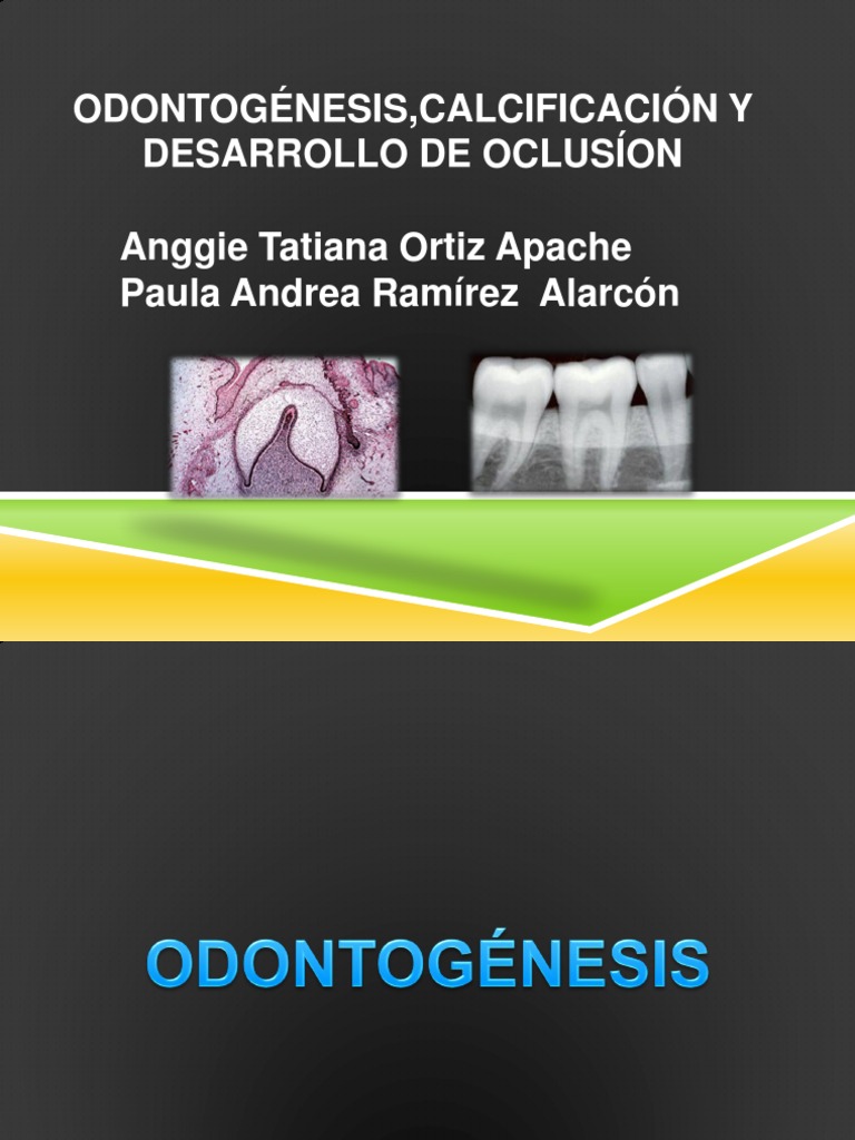 Odontogénesis y Calcificación Dental | PDF | Diente humano | Epitelio
