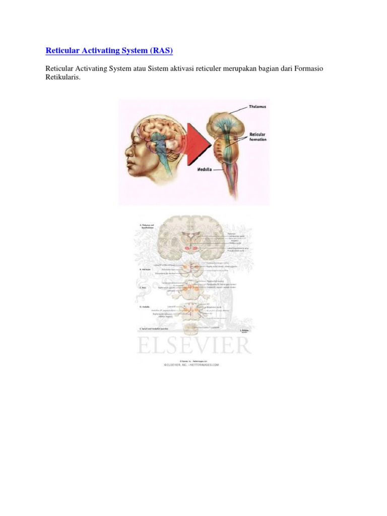 Reticular Activating System | PDF