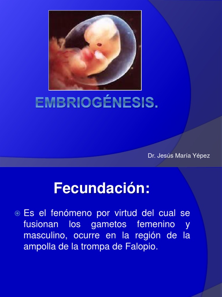 Embriogénesis | PDF | Implantación (embrión humano) | Reproducción