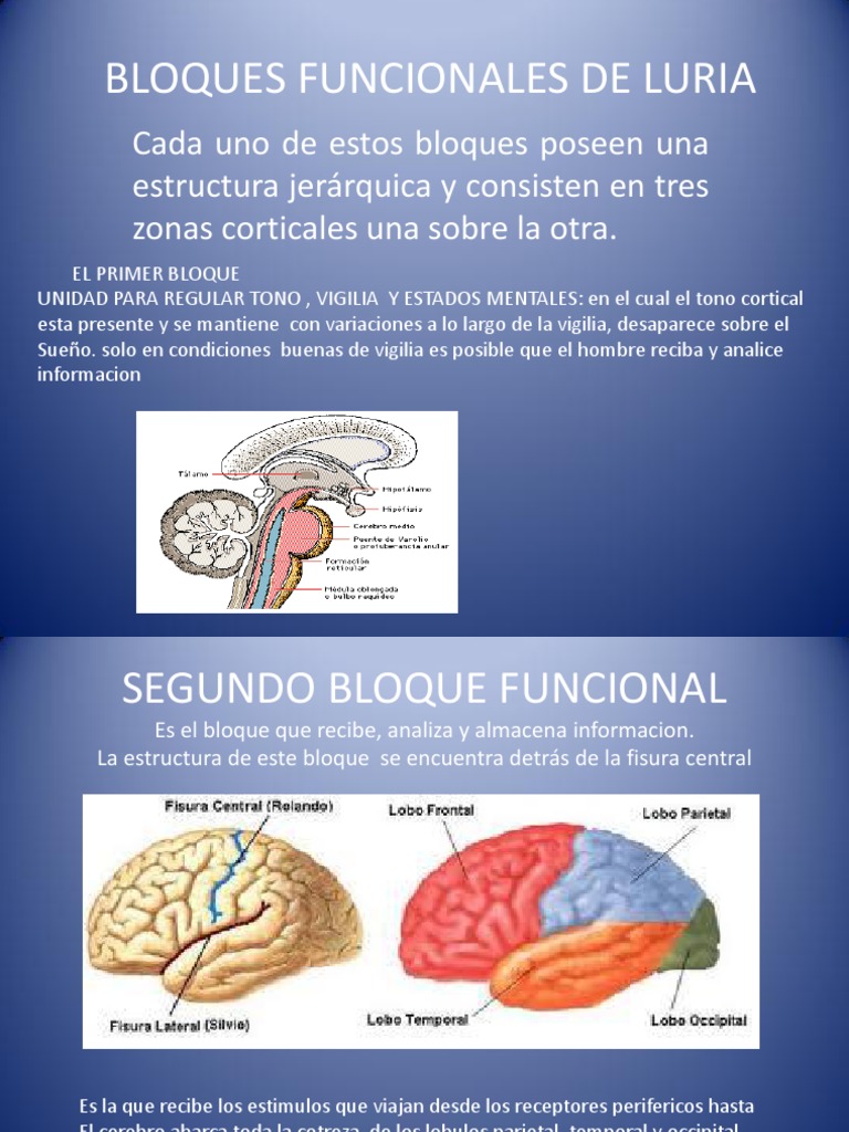 Diapositivas Bloques Funcionales de Luria Reales | Ciencias de la ...