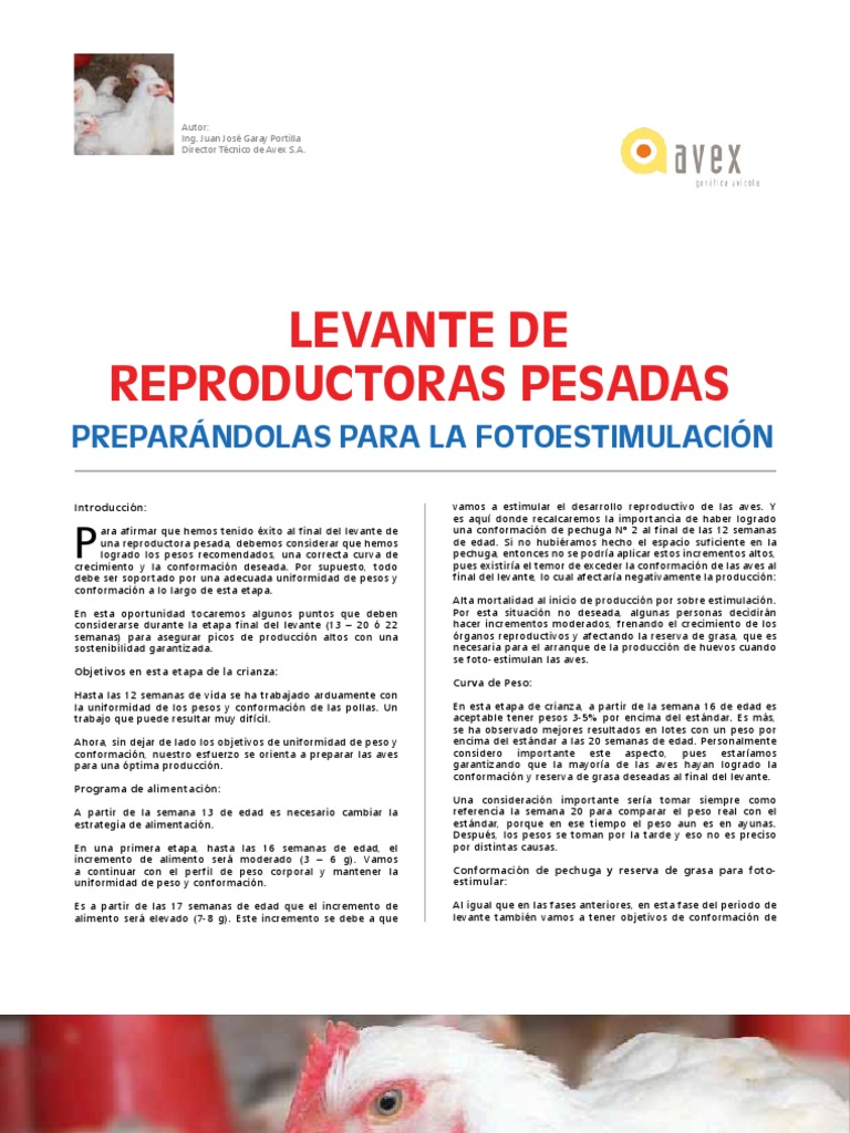 3 Levante de Reproductoras Pesadas - Preparándolas para La ...