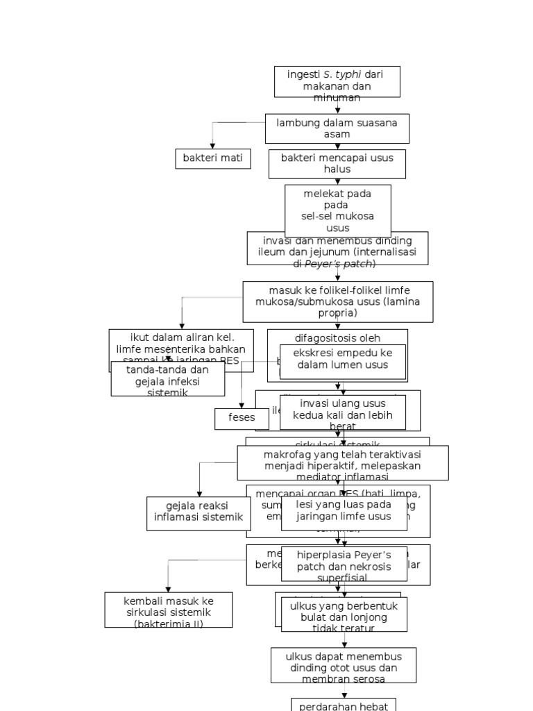 Patogenesis Demam Tifoid | PDF