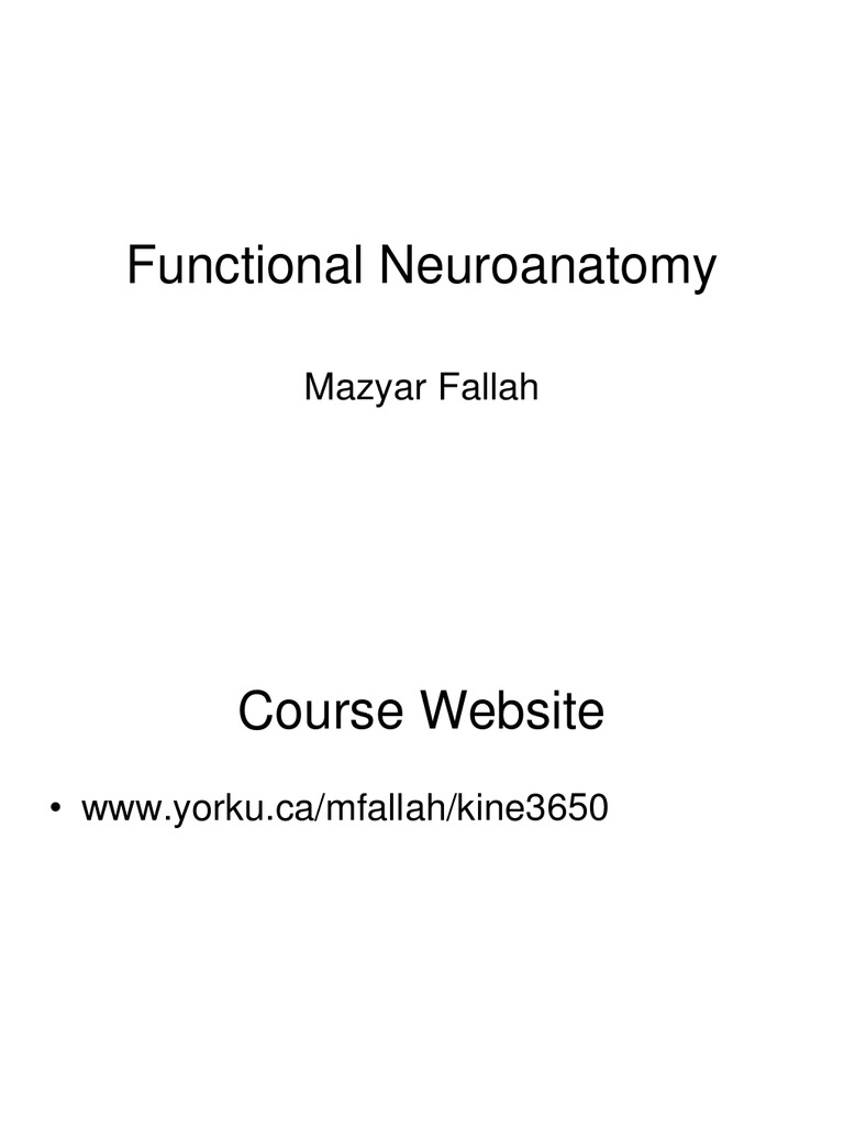 Functional Neuroanatomy: Mazyar Fallah | PDF | Axon | Neuromuscular ...