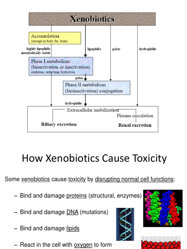 Xenobiotics | Cytochrome P450 | Drug Metabolism